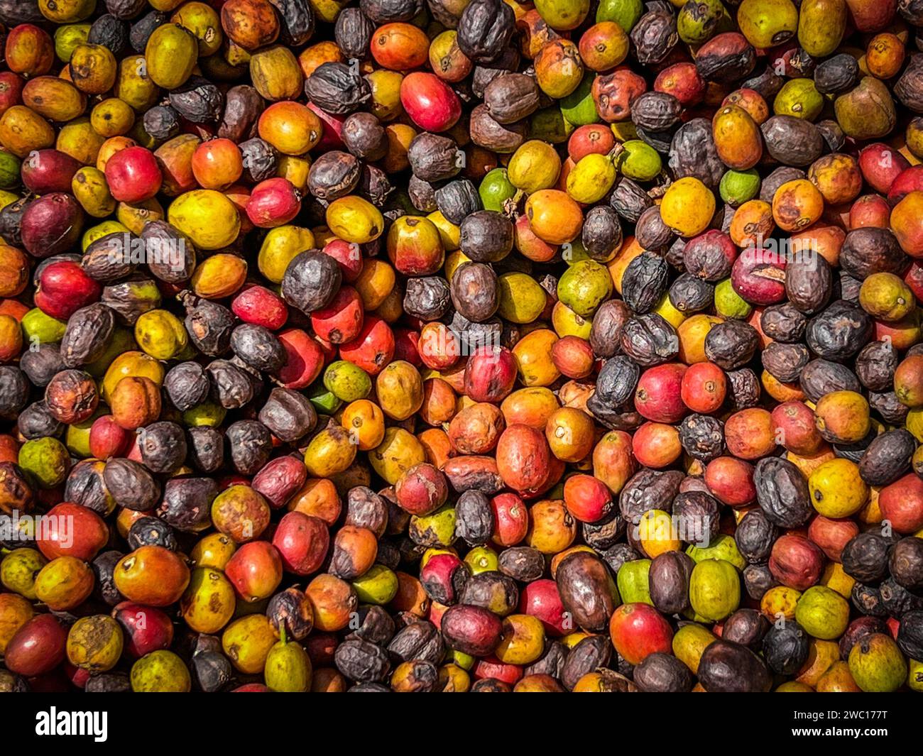 Ethiopian red and green coffee cherries lying to dry in the sun. This ...