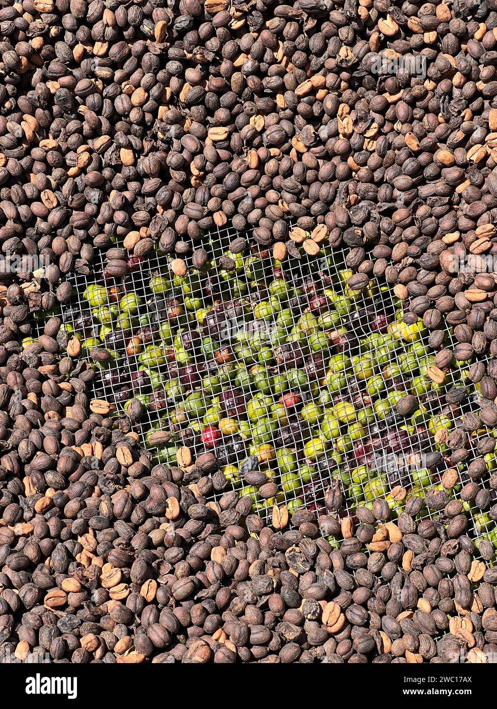 Ethiopian red and green coffee cherries lying to dry in the sun. This ...