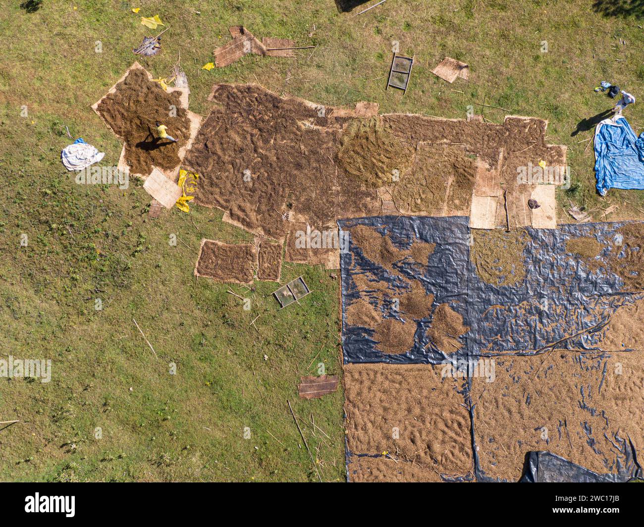 aerial view of coffee beans drying in the sun at a washing station ...