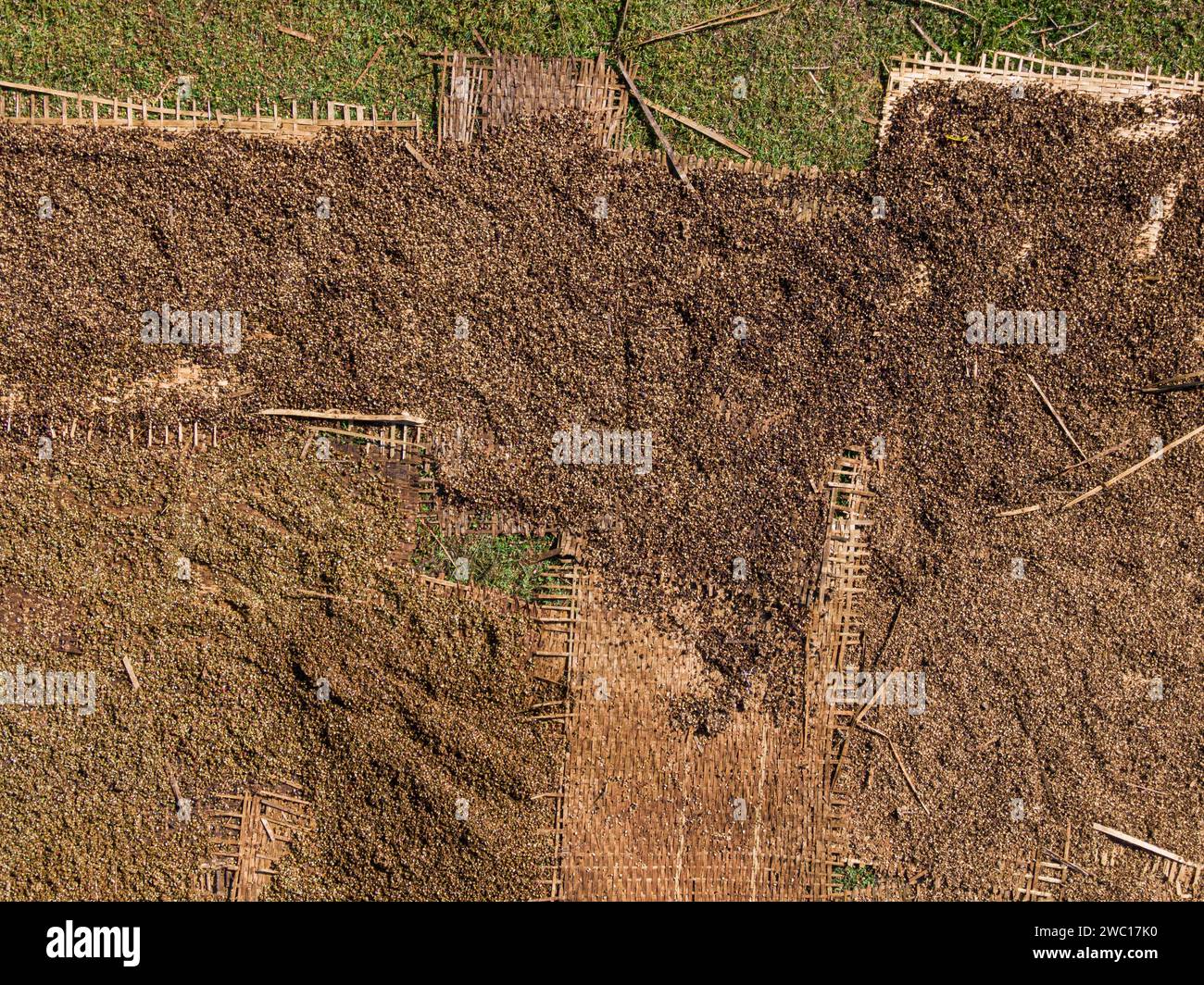 aerial view of coffee beans drying in the sun at a washing station ...