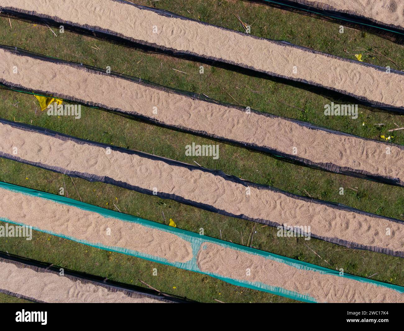 aerial view of coffee beans drying in the sun at a washing station ...