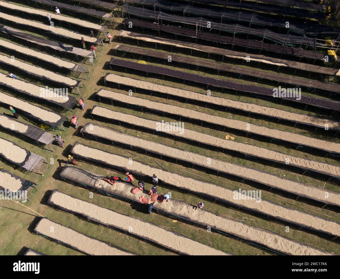 aerial view of coffee beans drying in the sun at a washing station ...