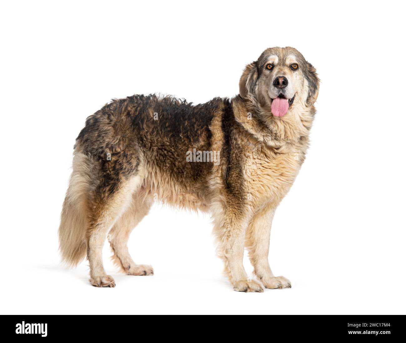 Side view of a Sila Shepherd standing and panting, isolated on white ...