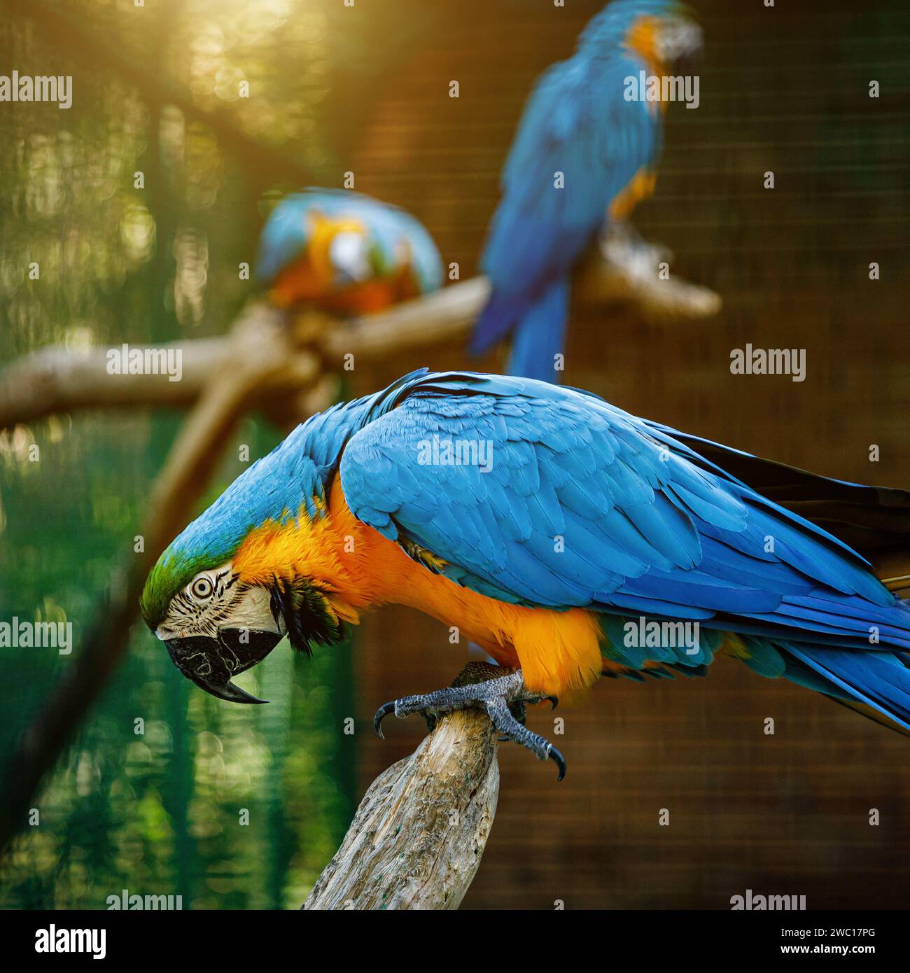 Three parrots blue yellow hi-res stock photography and images - Alamy