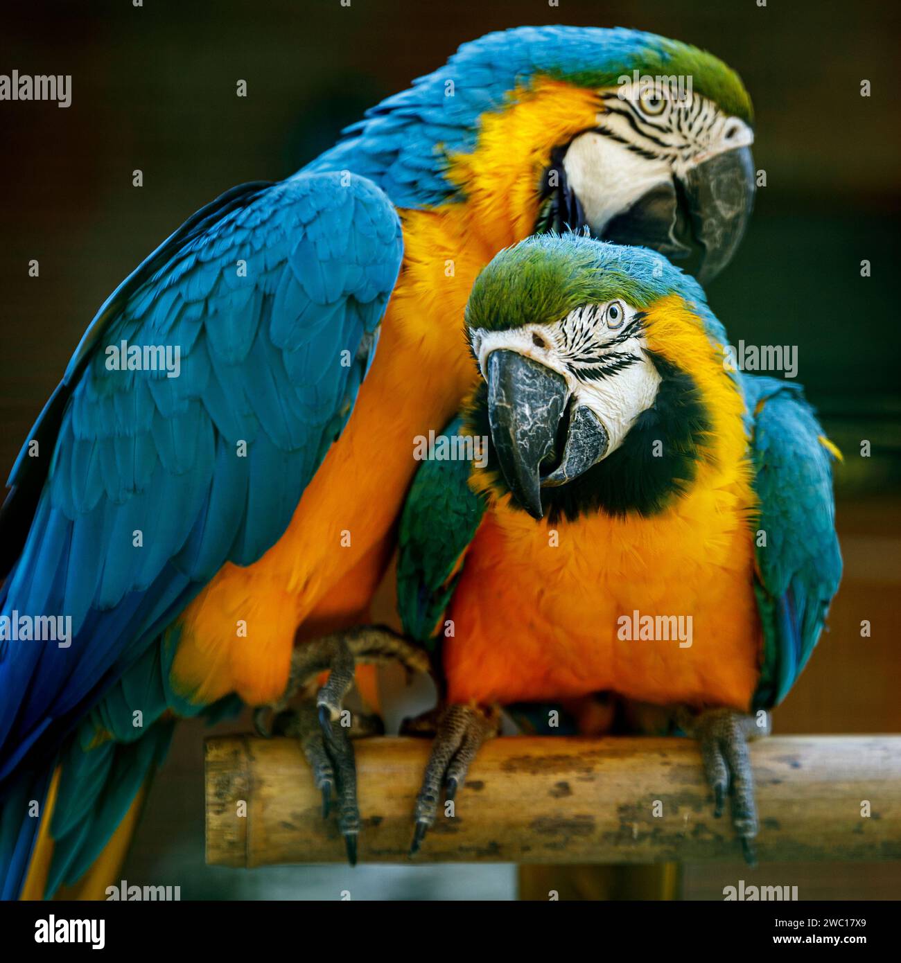 Beautiful parrots on branch hi-res stock photography and images - Alamy