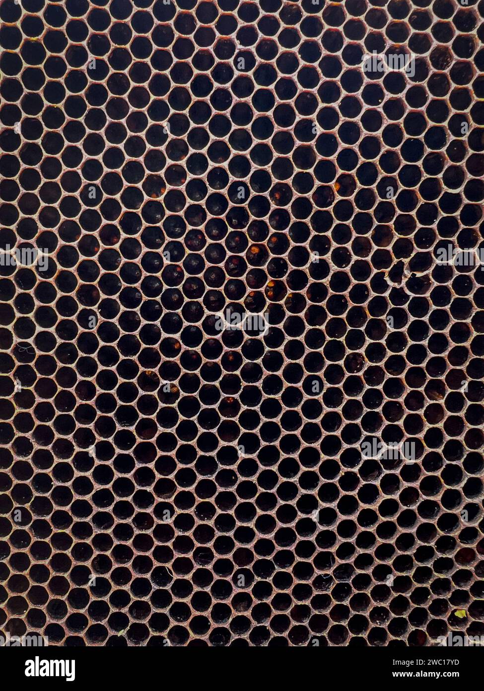 Bee comb hi-res stock photography and images - Alamy