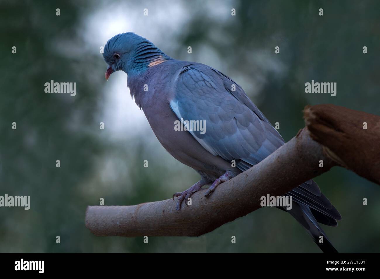 The common wood pigeon, also known as simply wood pigeon, is a large ...