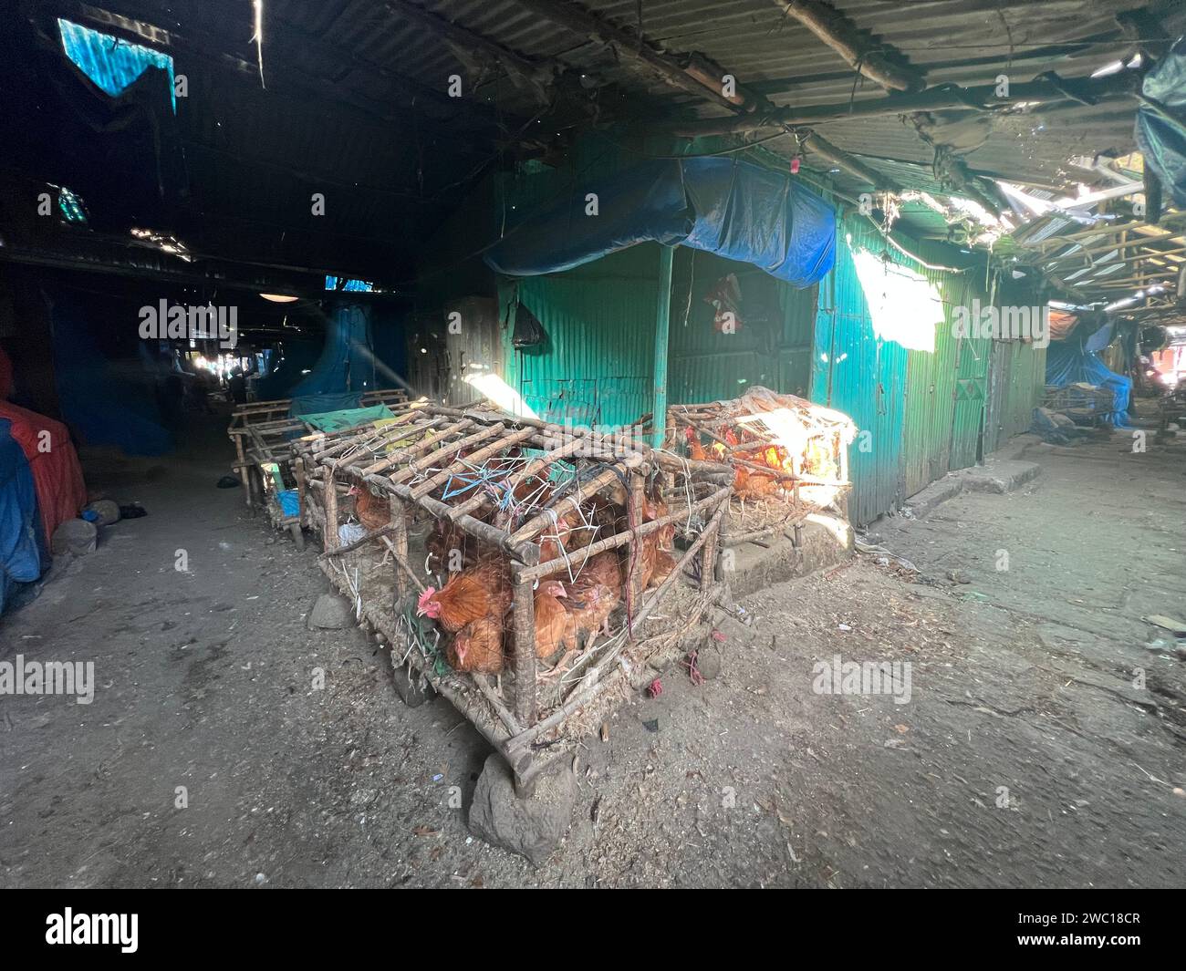 Chickens crammed into filthy unhygienic wooden and wire cages waiting ...