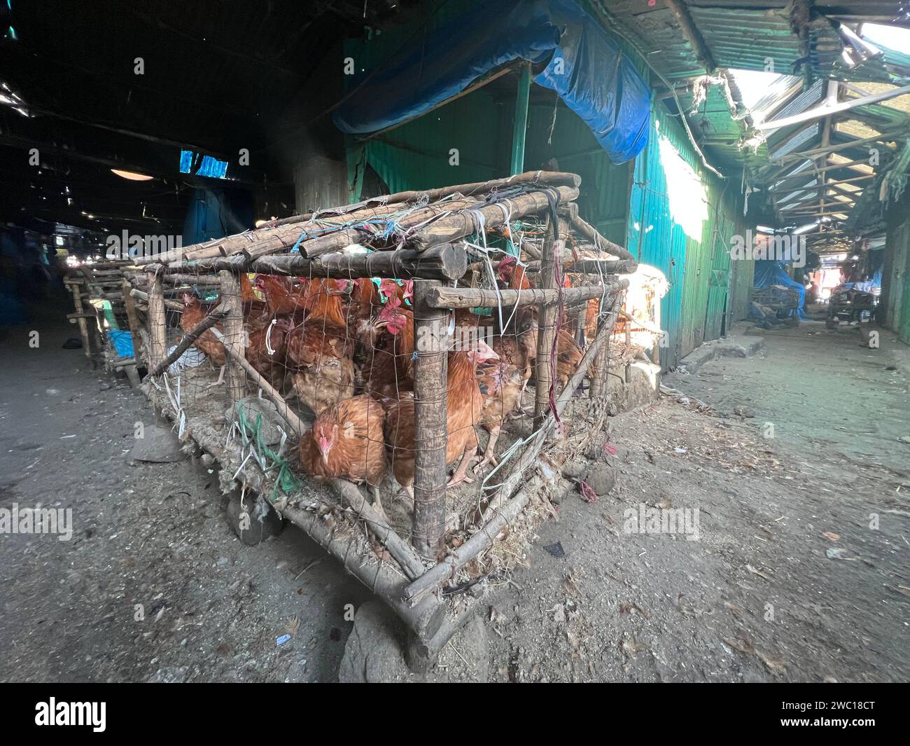Chickens crammed into filthy unhygienic wooden and wire cages waiting ...