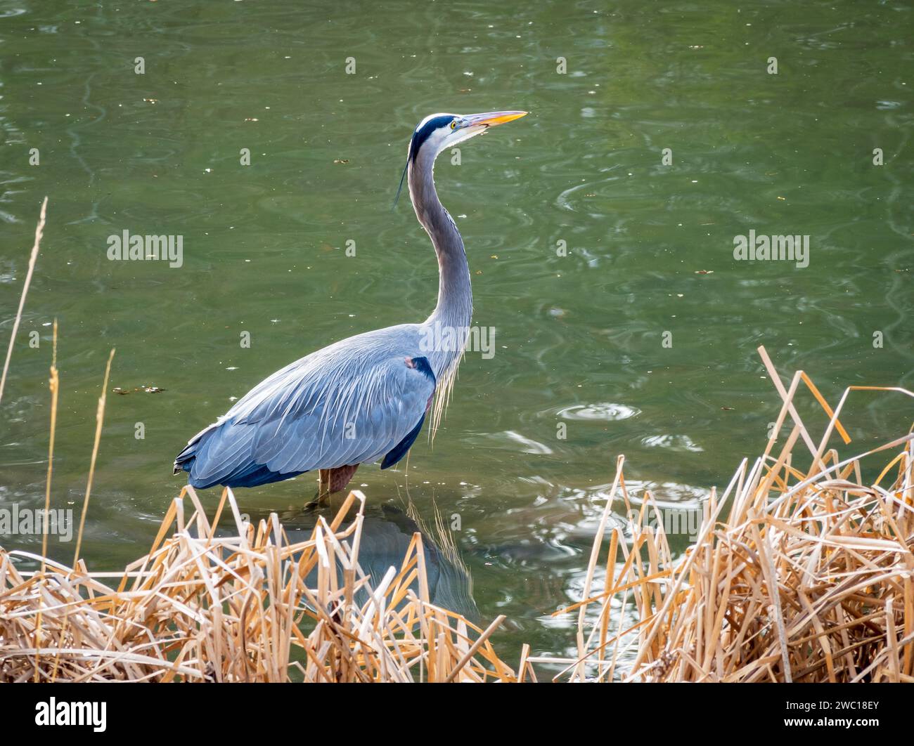 Elegant heron poised at the water’s edge, surveying the tranquil green ...