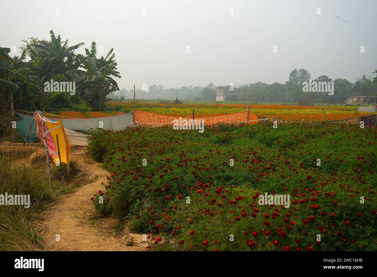 Vast field of red marigold flowers at valley of flowers, Khirai, West ...