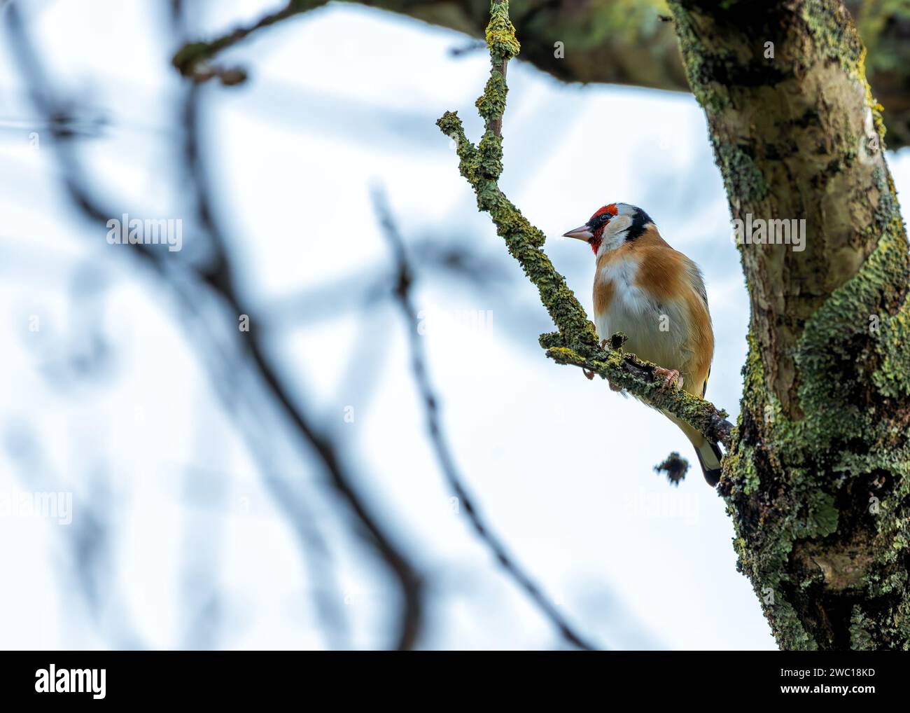 Among Dublin's greenery, a vibrant European Goldfinch graces St. Anne's ...