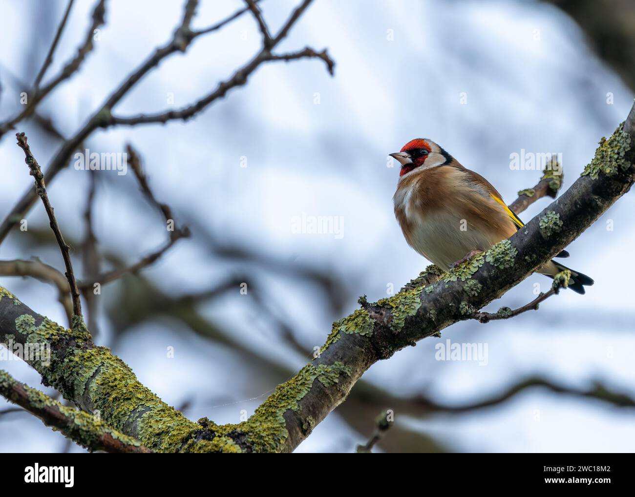 Among Dublin's greenery, a vibrant European Goldfinch graces St. Anne's ...