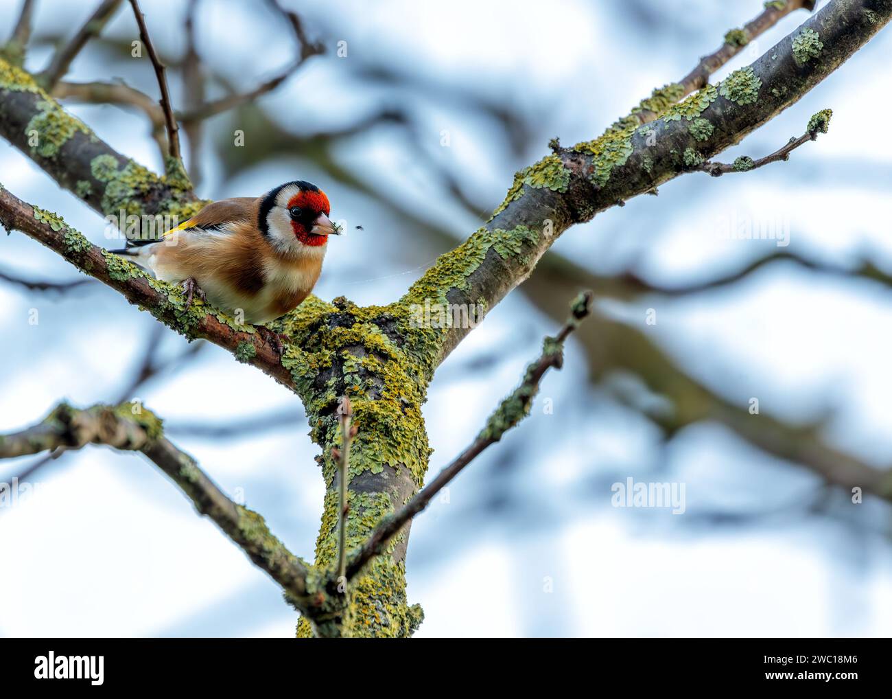 Among Dublin's greenery, a vibrant European Goldfinch graces St. Anne's ...