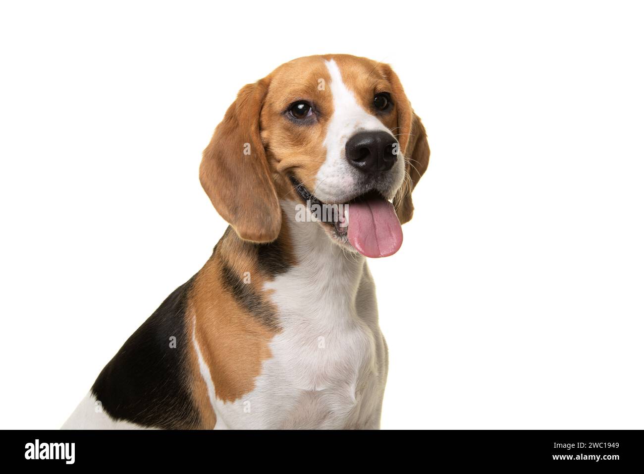 Portrait of a beagle dog smiling looking at the camera isolated on a ...