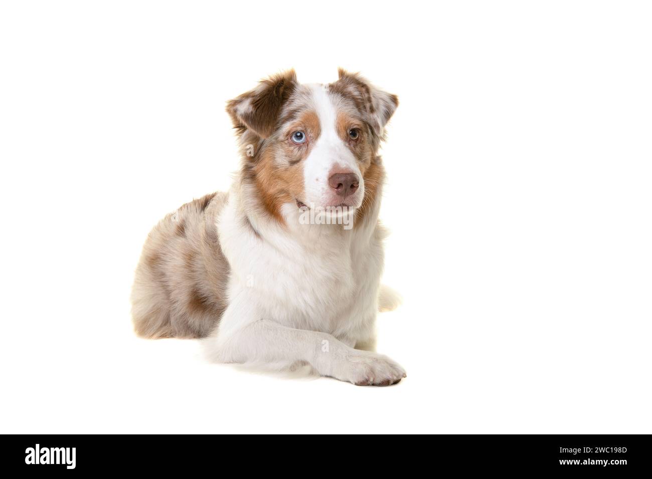 Pretty australian shepherd dog looking away lying down isolated on a ...