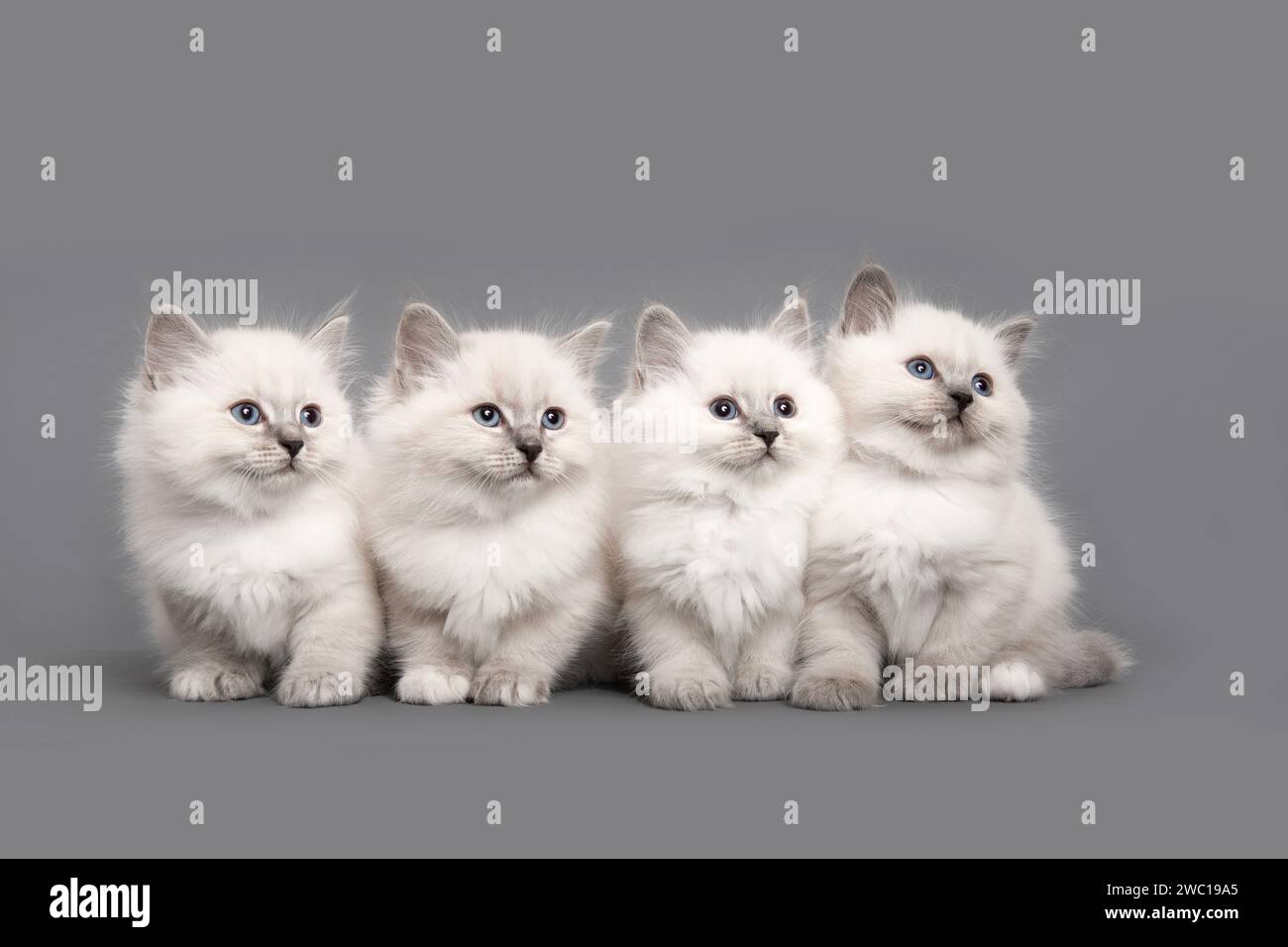 Four cute ragdoll purebred kittens together looking away on a grey ...