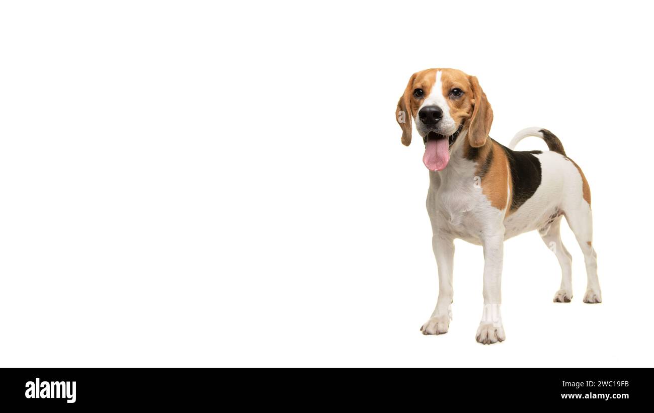 Standing beagle dog smiling looking at the camera isolated on a white ...