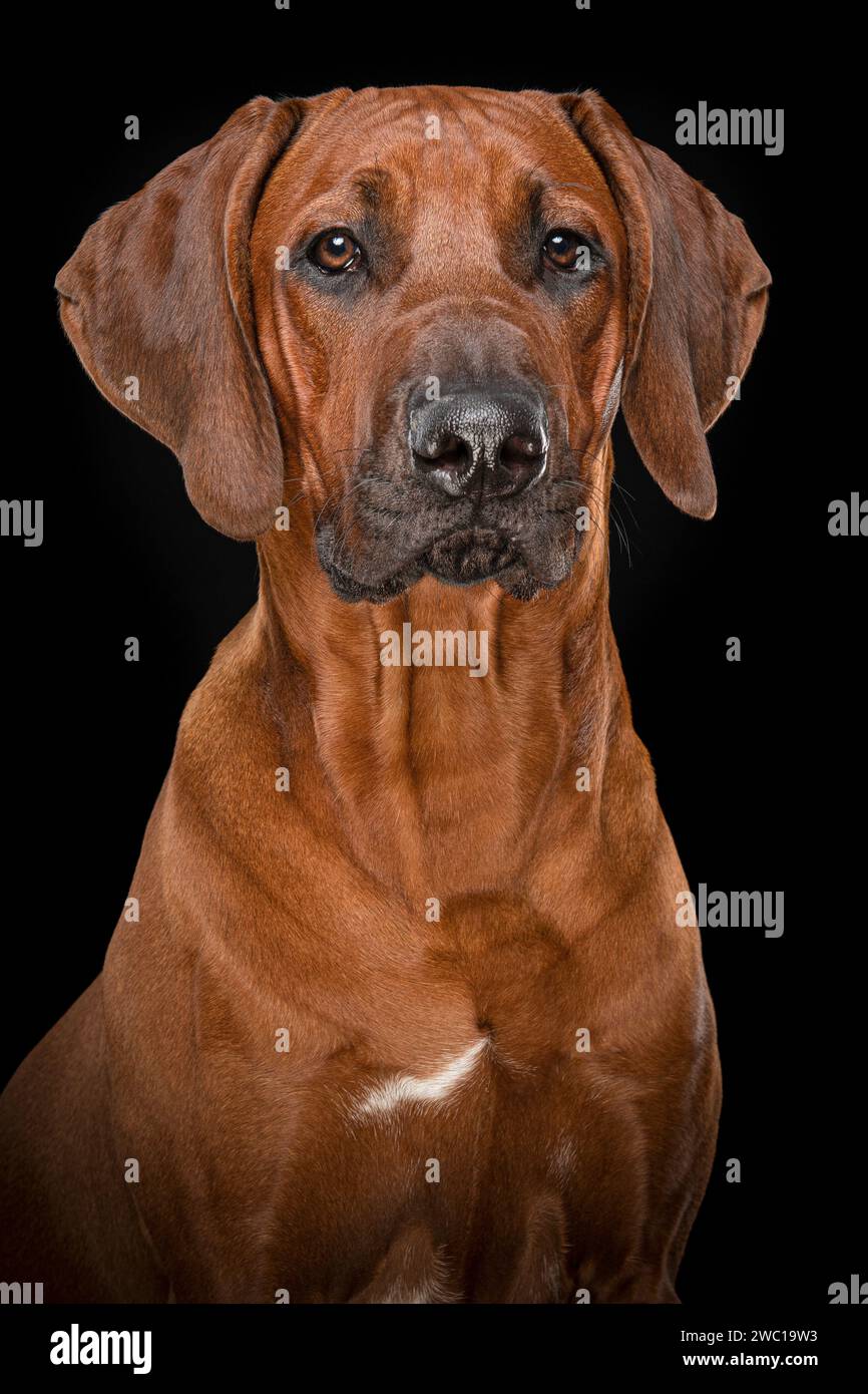 Portrait of a proud rhodesian ridgeback dog on a black background Stock ...
