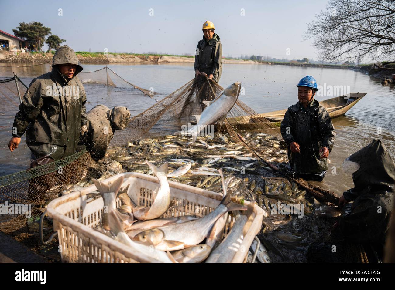 Changsha, China's Hunan Province. 13th Jan, 2024. Fishermen select ...
