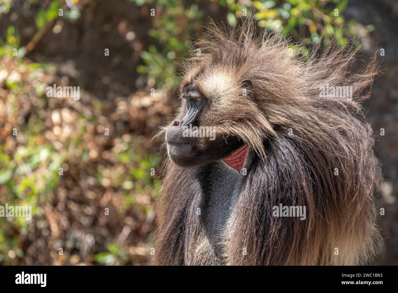 Monkey opening mouth hi-res stock photography and images - Alamy