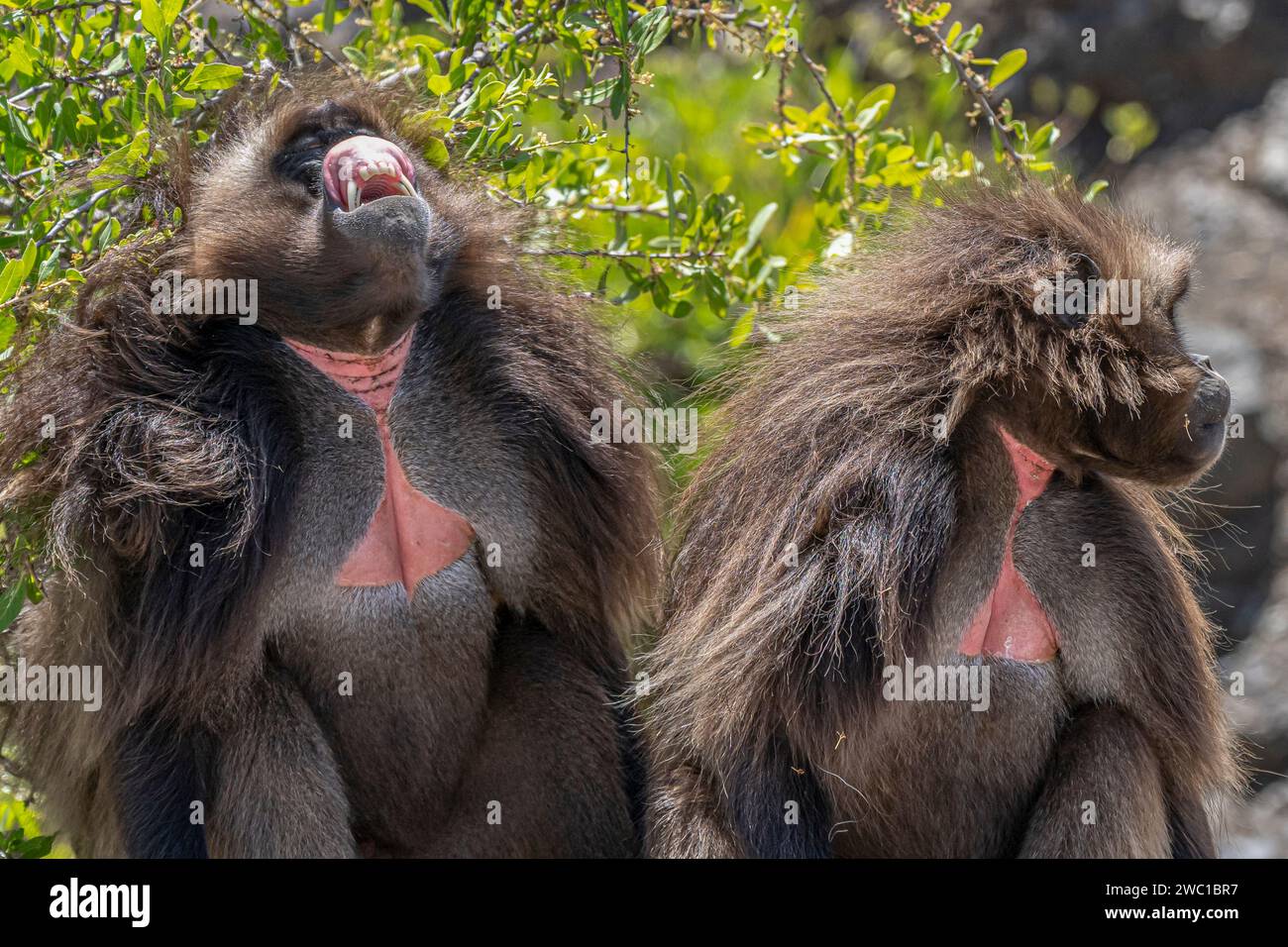 Different yawns send different messages for Gelada Baboons, Simien ...