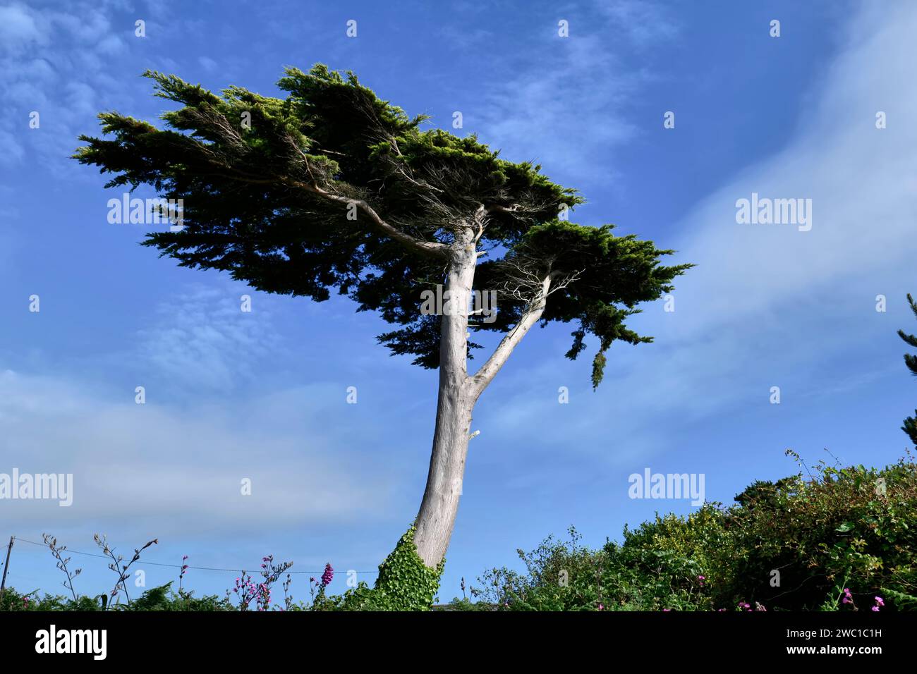 windswept pine tree, Cornwall,England,Uk Stock Photo - Alamy