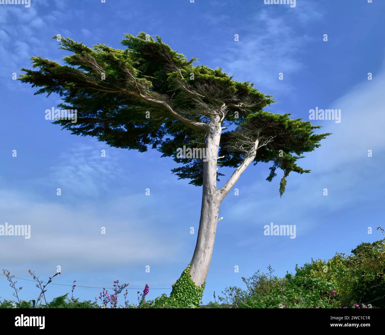 windswept pine tree, Cornwall,England,Uk Stock Photo - Alamy