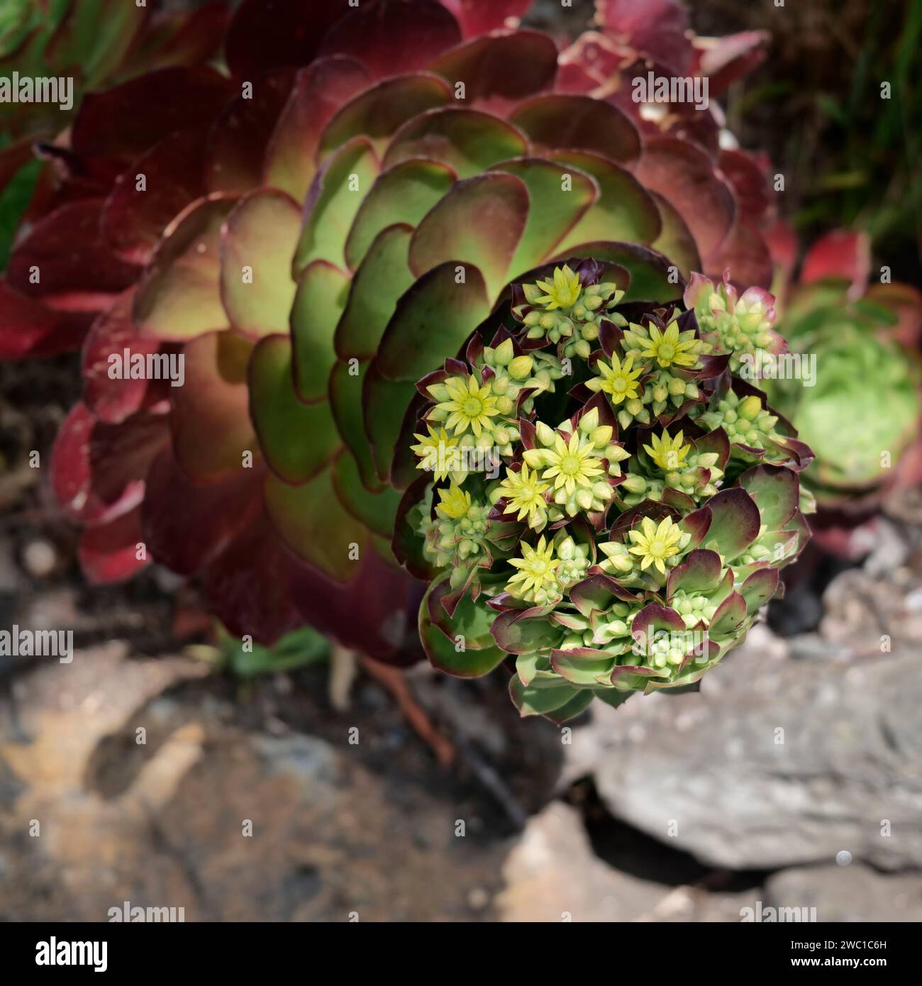 flowering succulent plant, Cornwall,England,Uk Stock Photo - Alamy