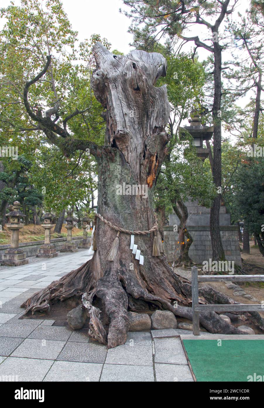 Sacred Tree at Sumiyoshi Grand Shrine in Osaka, Japan Stock Photo - Alamy