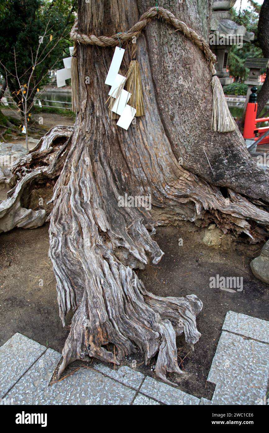 Sacred Tree at Sumiyoshi Grand Shrine in Osaka, Japan Stock Photo - Alamy