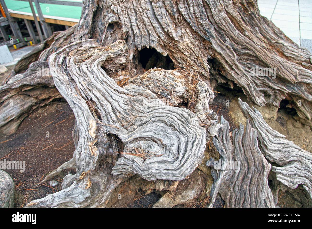 Sacred Tree at Sumiyoshi Grand Shrine in Osaka, Japan Stock Photo - Alamy