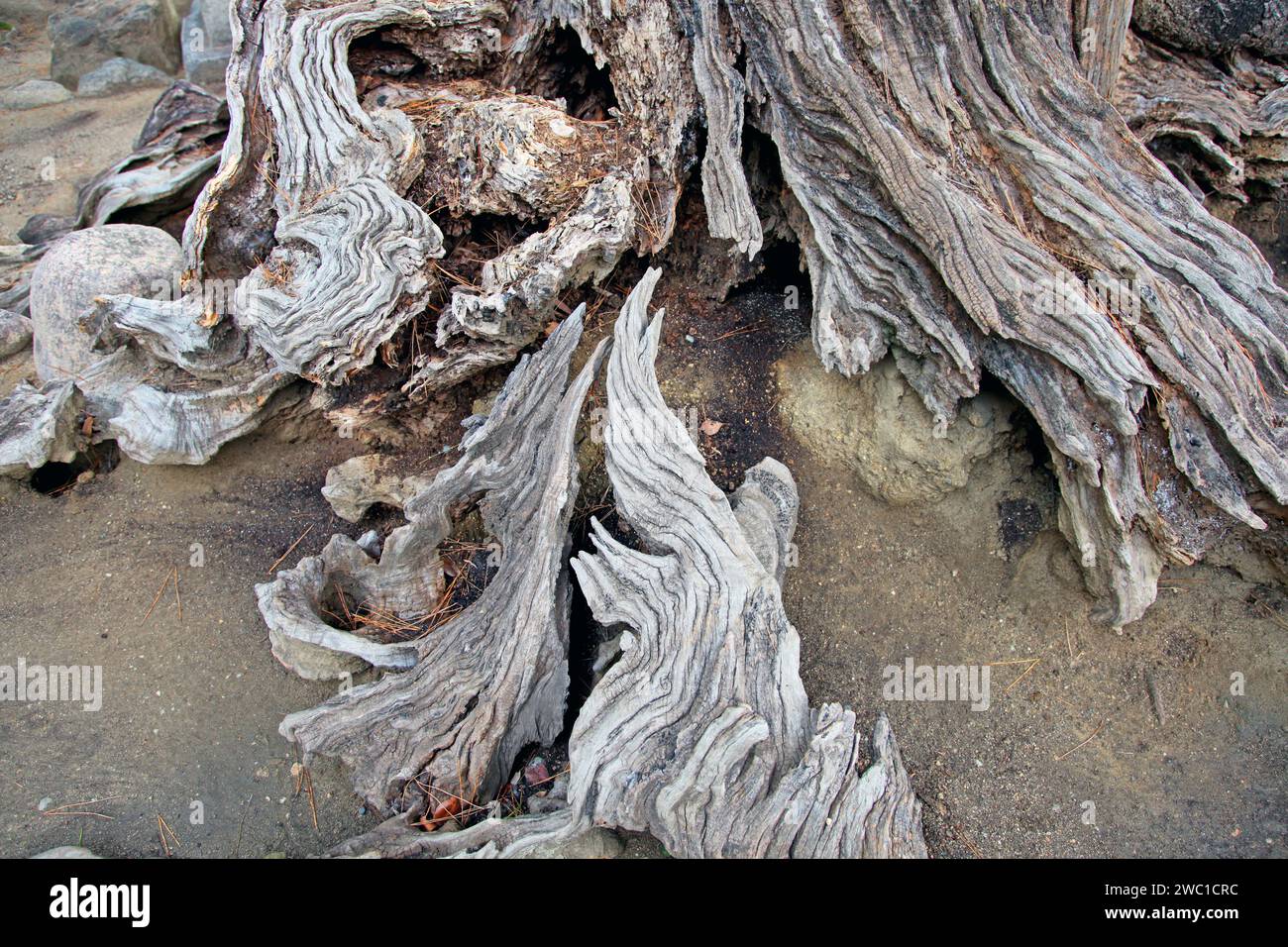 Sacred Tree at Sumiyoshi Grand Shrine in Osaka, Japan Stock Photo - Alamy
