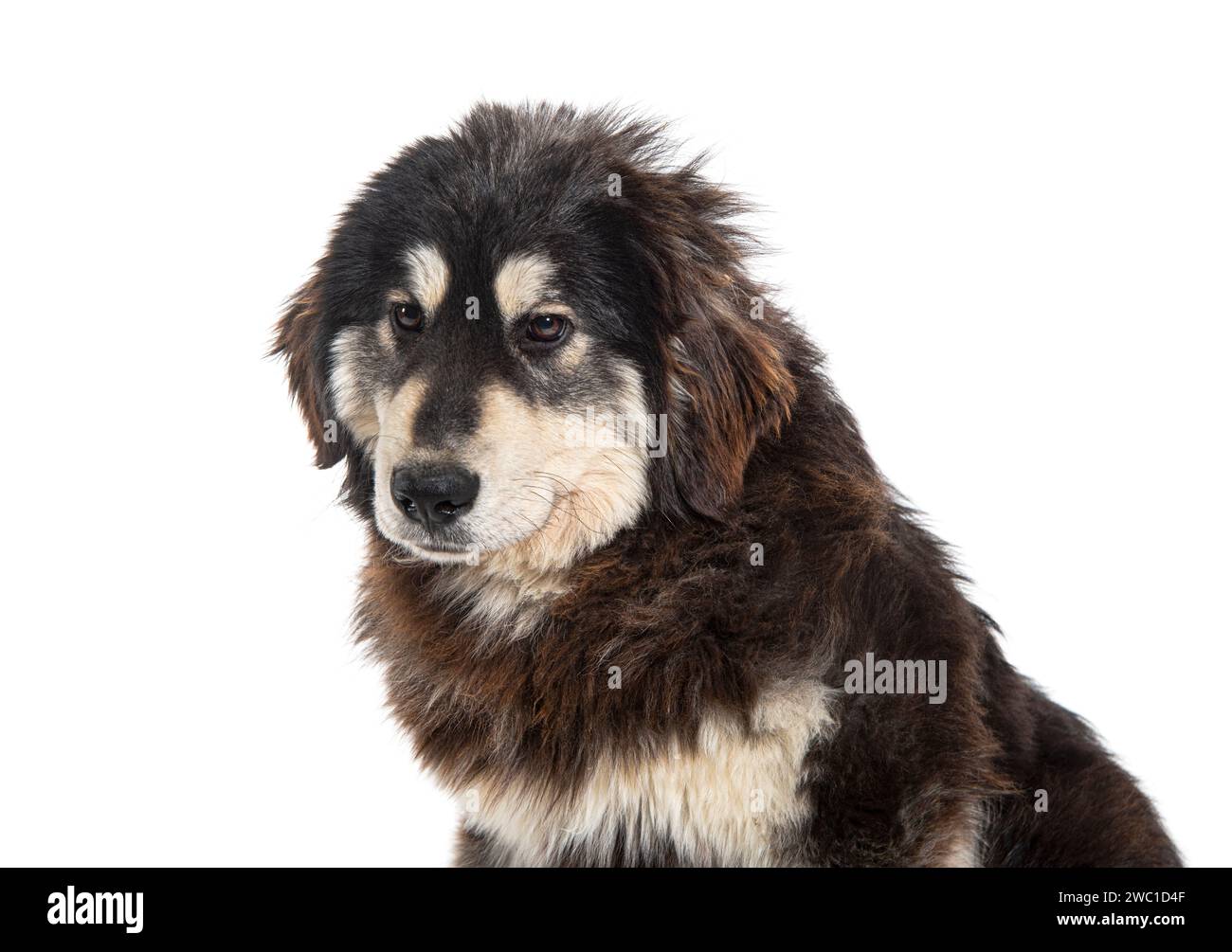 Pastore della sila hi-res stock photography and images - Alamy