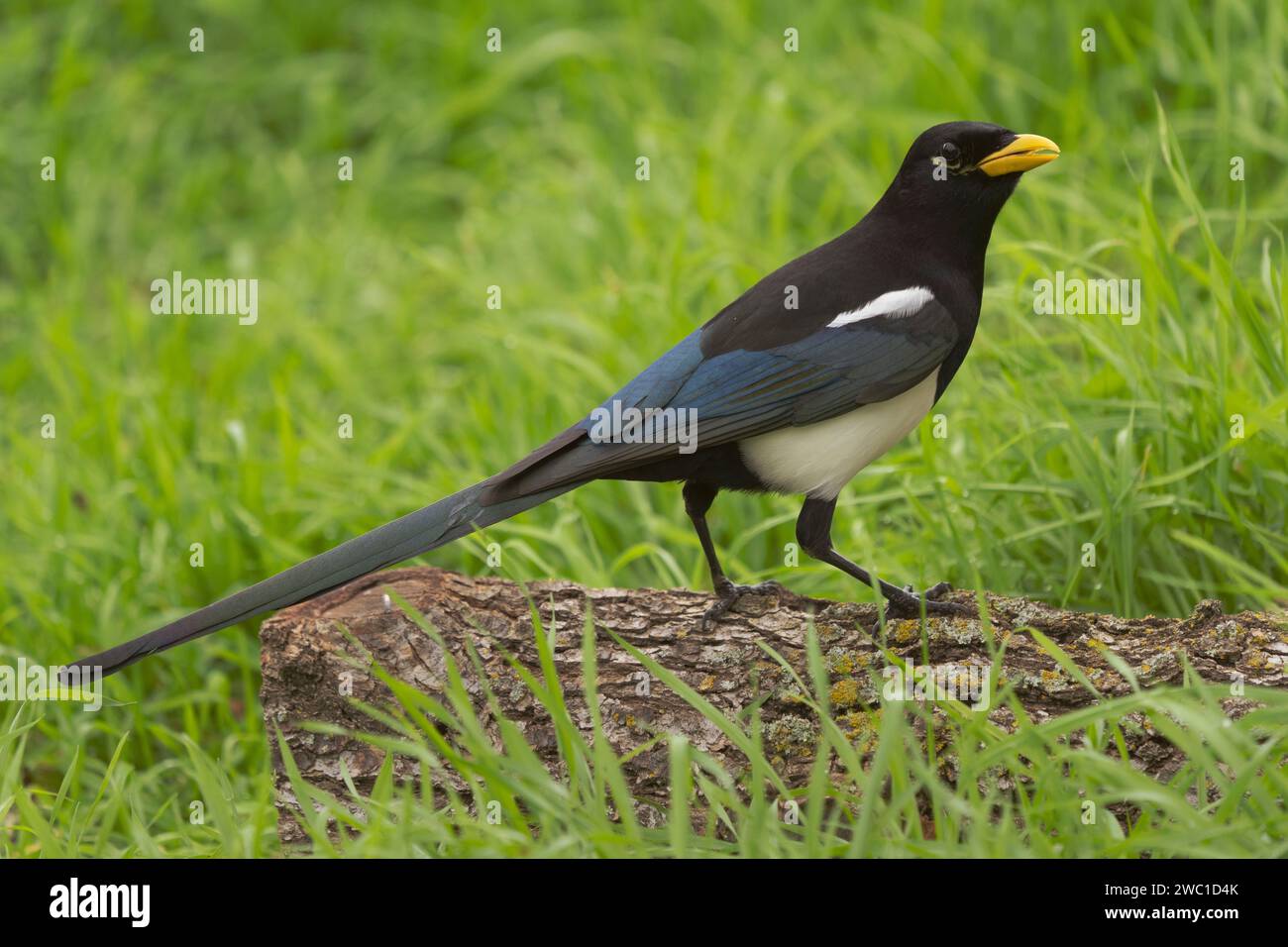 Yellow-billed Magpie (Pica nuttalli) Sacramento County California USA ...