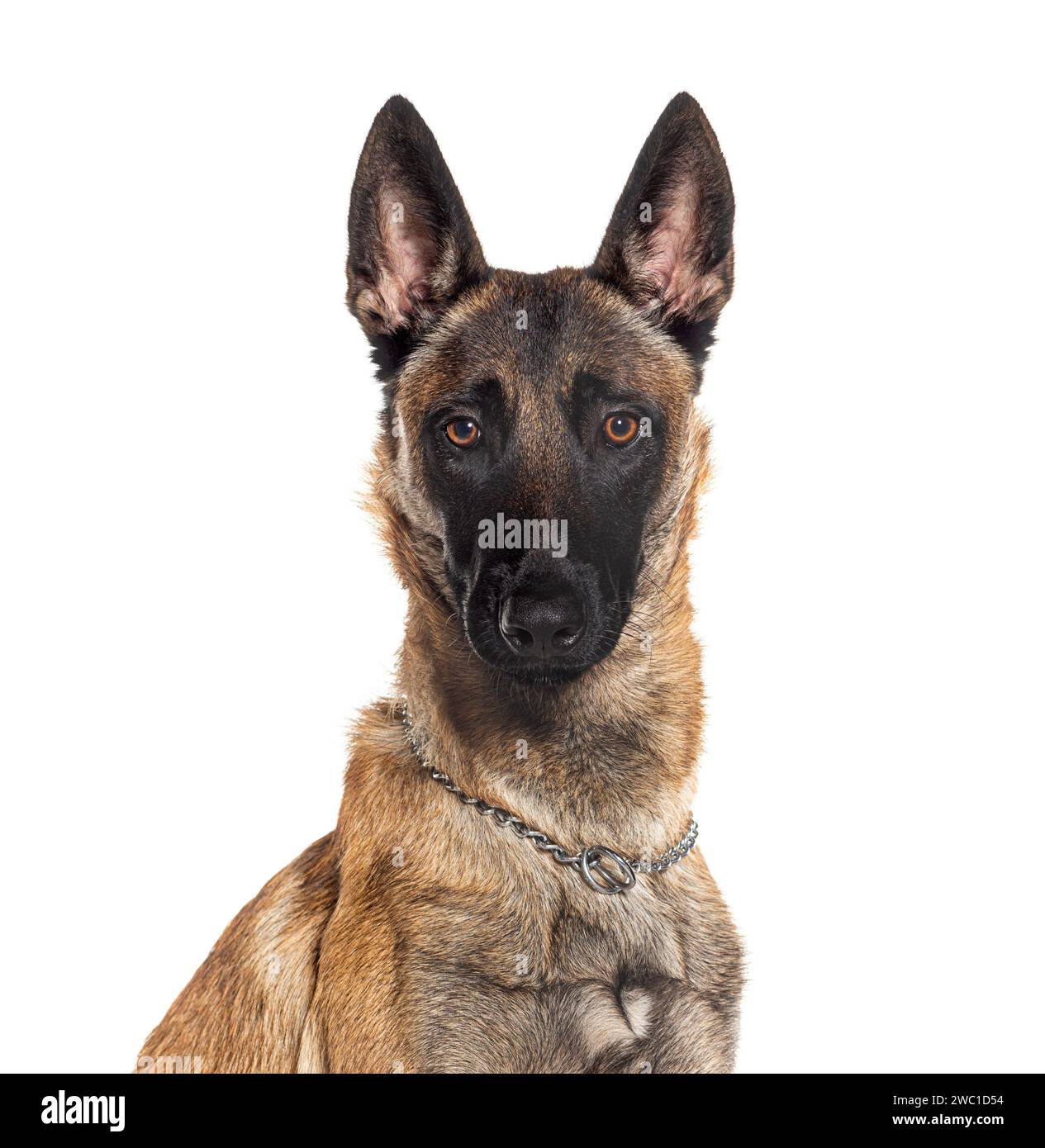 Head shot of a Belgian shepherd Malinois dog looking at the camera ...