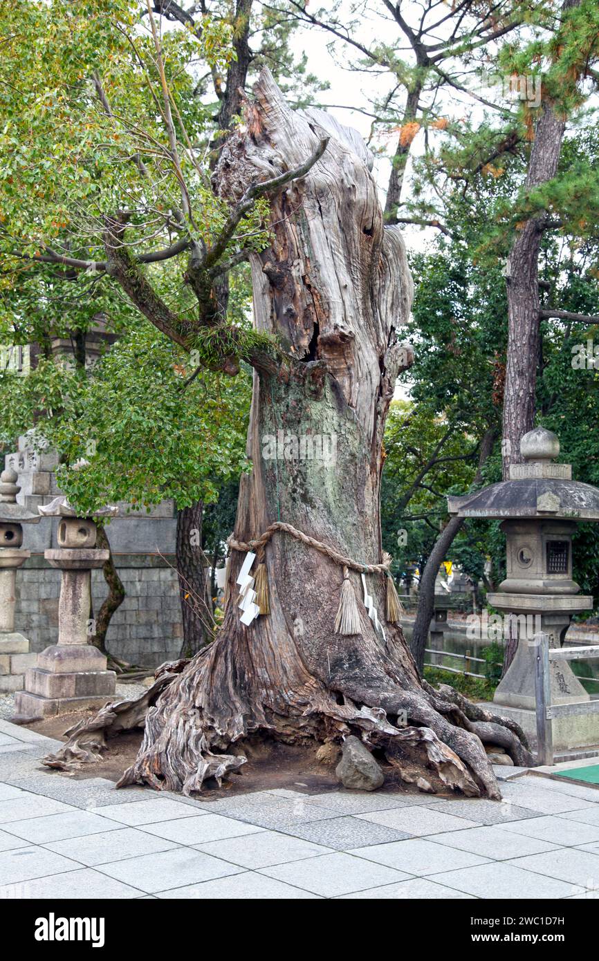 Sacred Tree at Sumiyoshi Grand Shrine in Osaka, Japan Stock Photo - Alamy