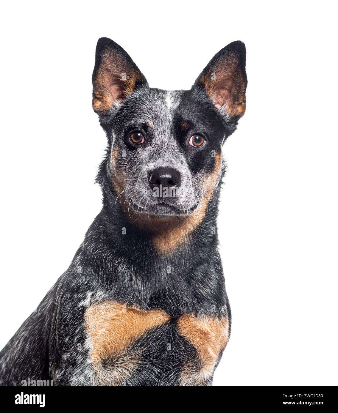 Isolated australian animal hi-res stock photography and images - Alamy