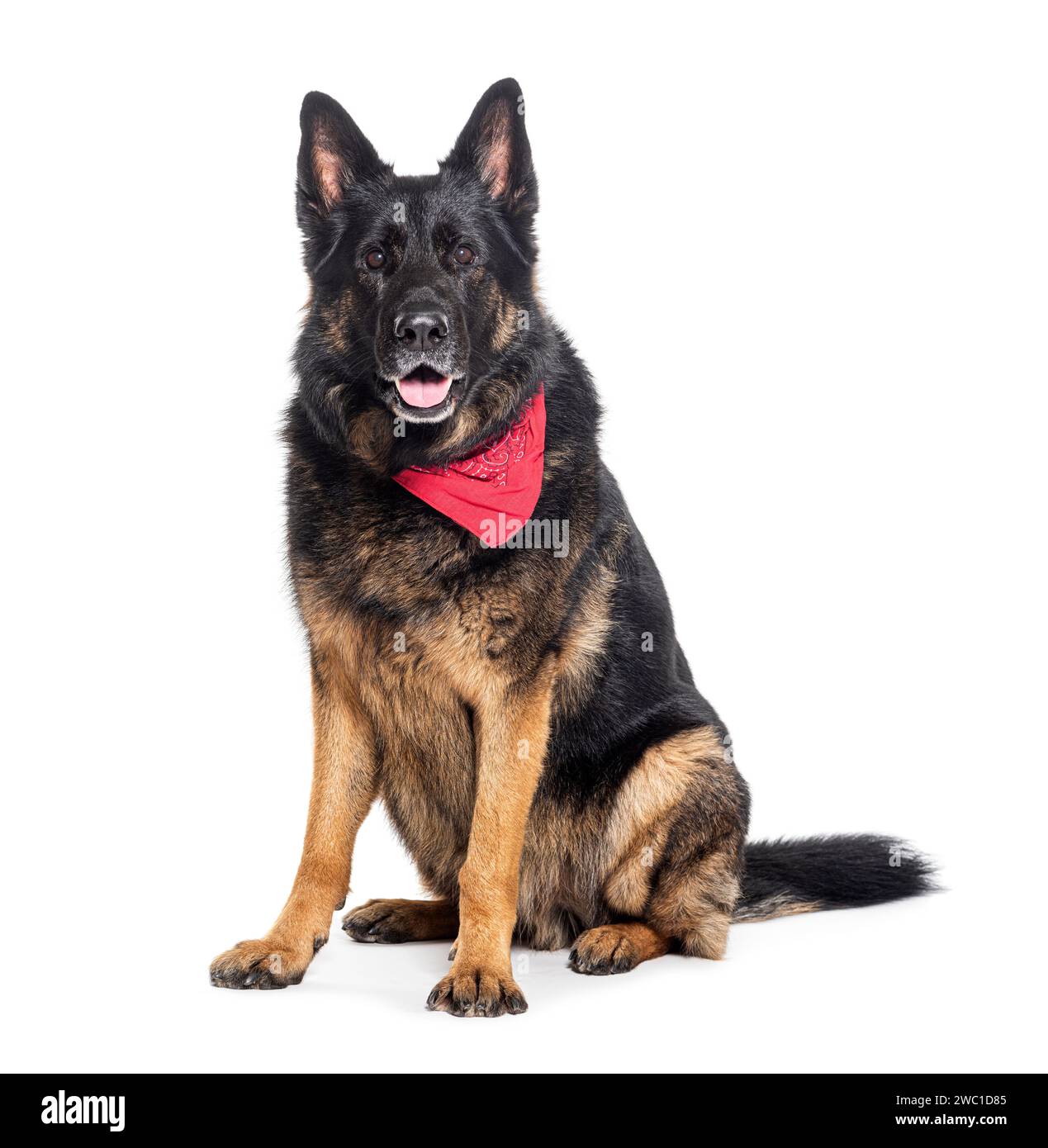 Panting German shepherd wearing a red scarf, isolated on white Stock ...