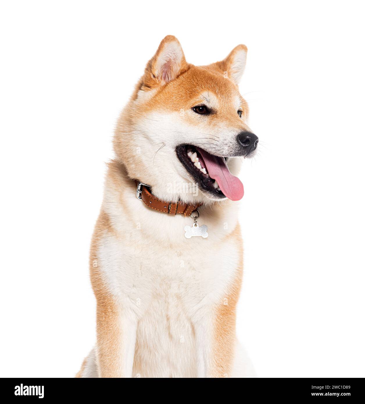 Head shot of a panting Shiba inu wearing a dog collar, isolated on ...