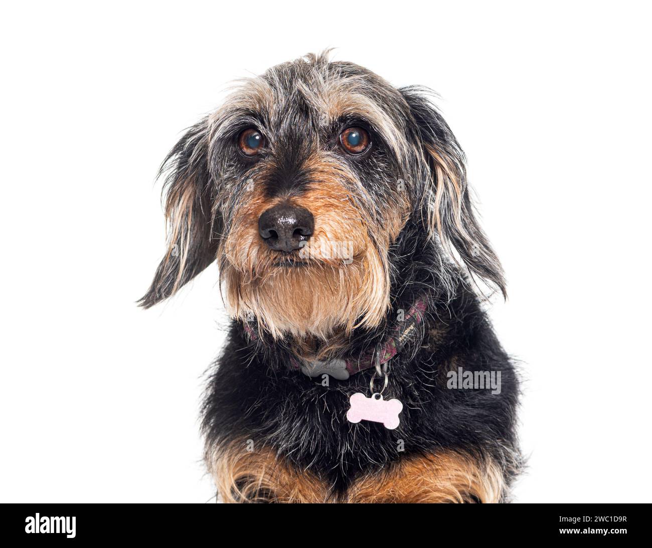 Head shot of a smiling Dachshund, isolated on white Stock Photo - Alamy