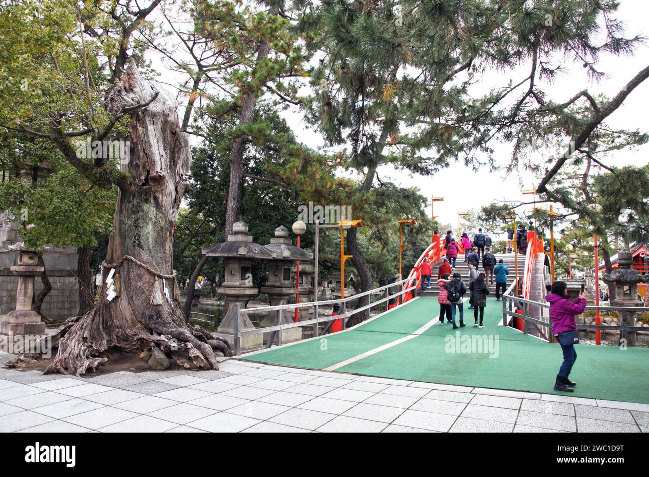 Sacred Tree at Sumiyoshi Grand Shrine in Osaka, Japan Stock Photo - Alamy