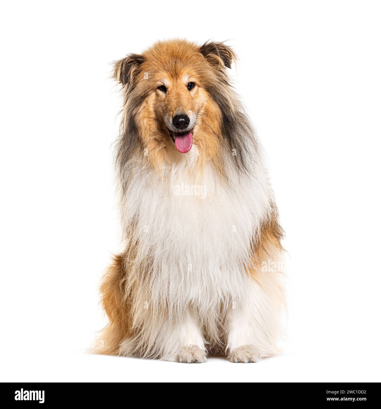 Close up rough collie Cut Out Stock Images & Pictures - Alamy