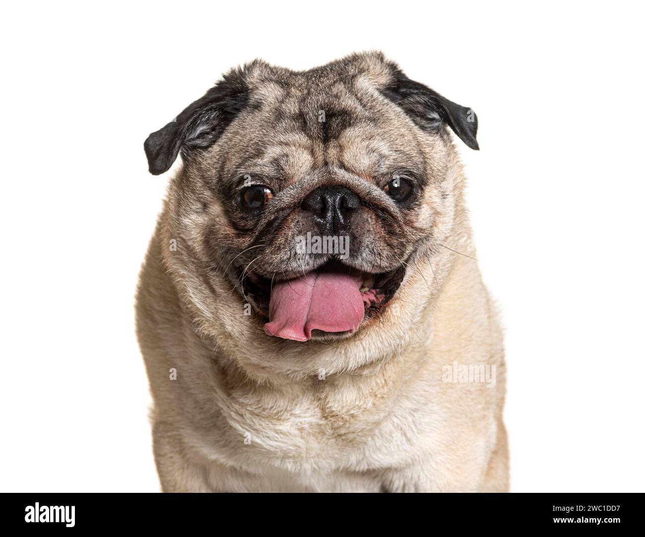 Old pug hi-res stock photography and images - Alamy