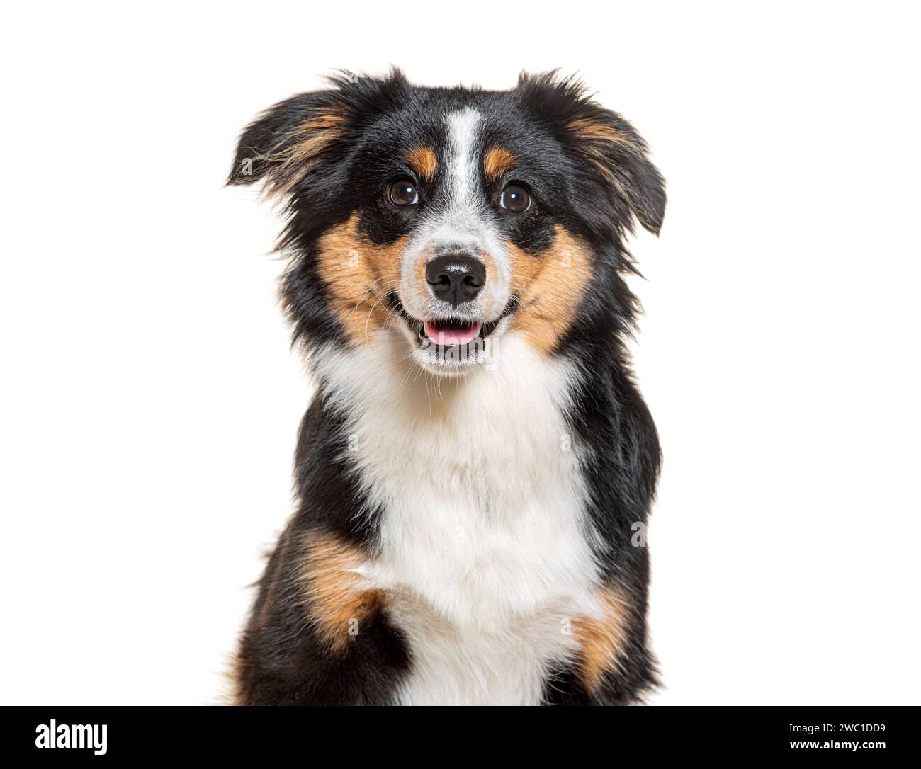 Tri color dog hi-res stock photography and images - Alamy