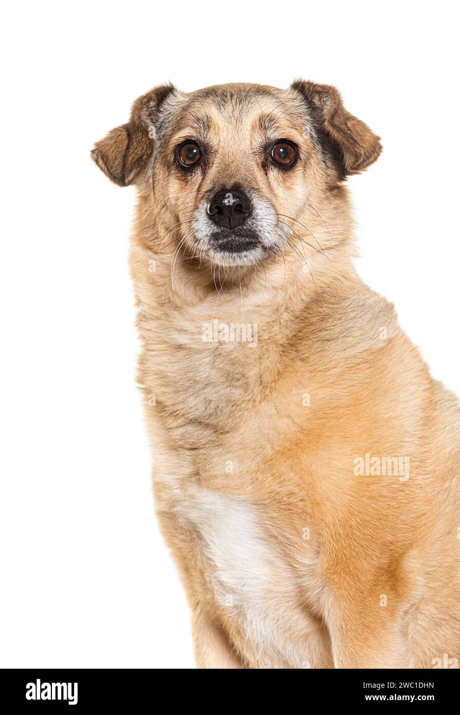 Old mongrel dog hi-res stock photography and images - Alamy