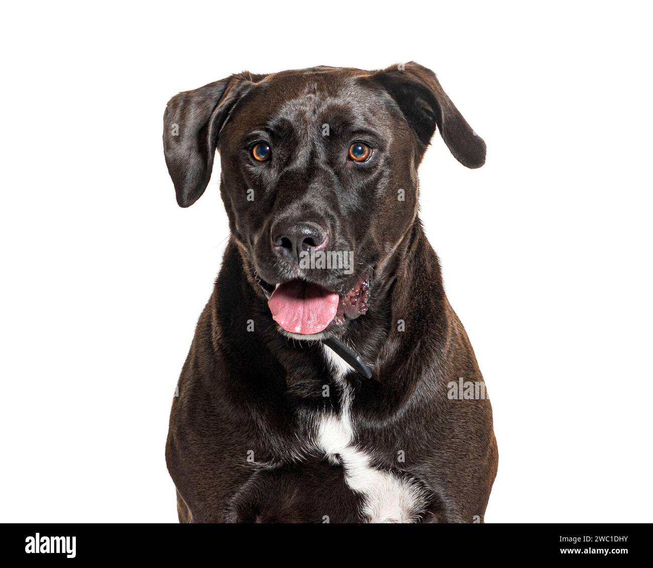 Mongrel dog cut out hi-res stock photography and images - Alamy