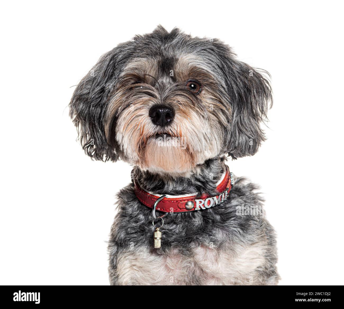 Havanese wearing a dog collar, isolated on white Stock Photo - Alamy