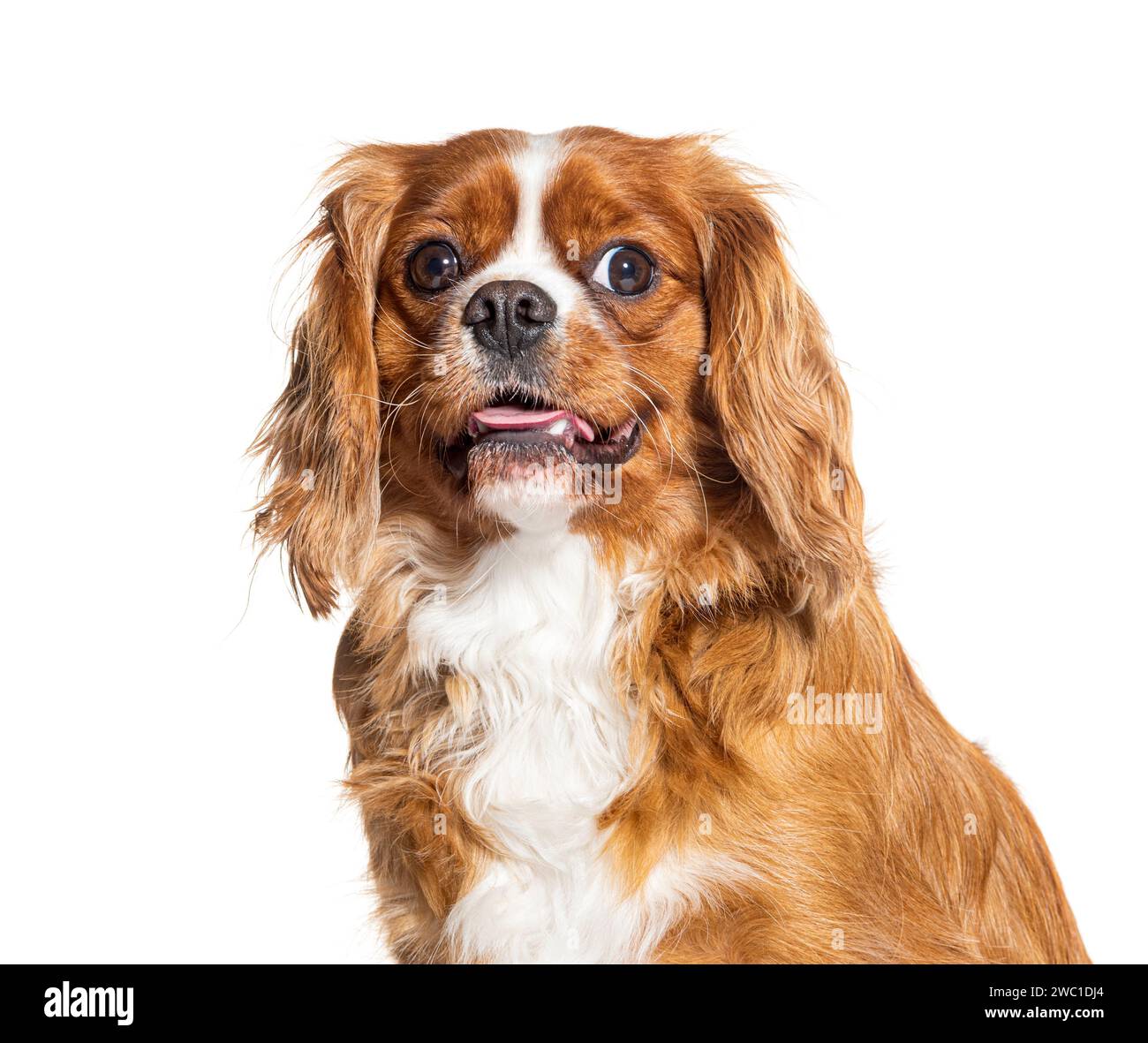 Cavallier hi-res stock photography and images - Alamy