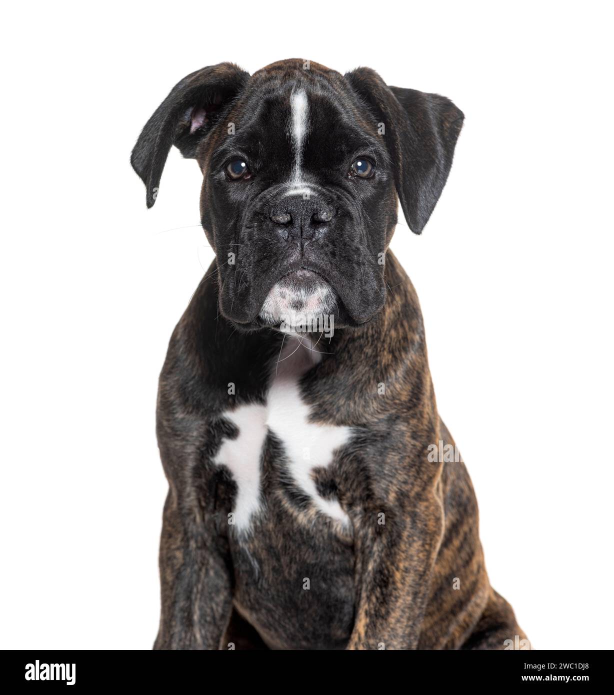 Boxer puppy, ten weeks old, isolated on white Stock Photo - Alamy
